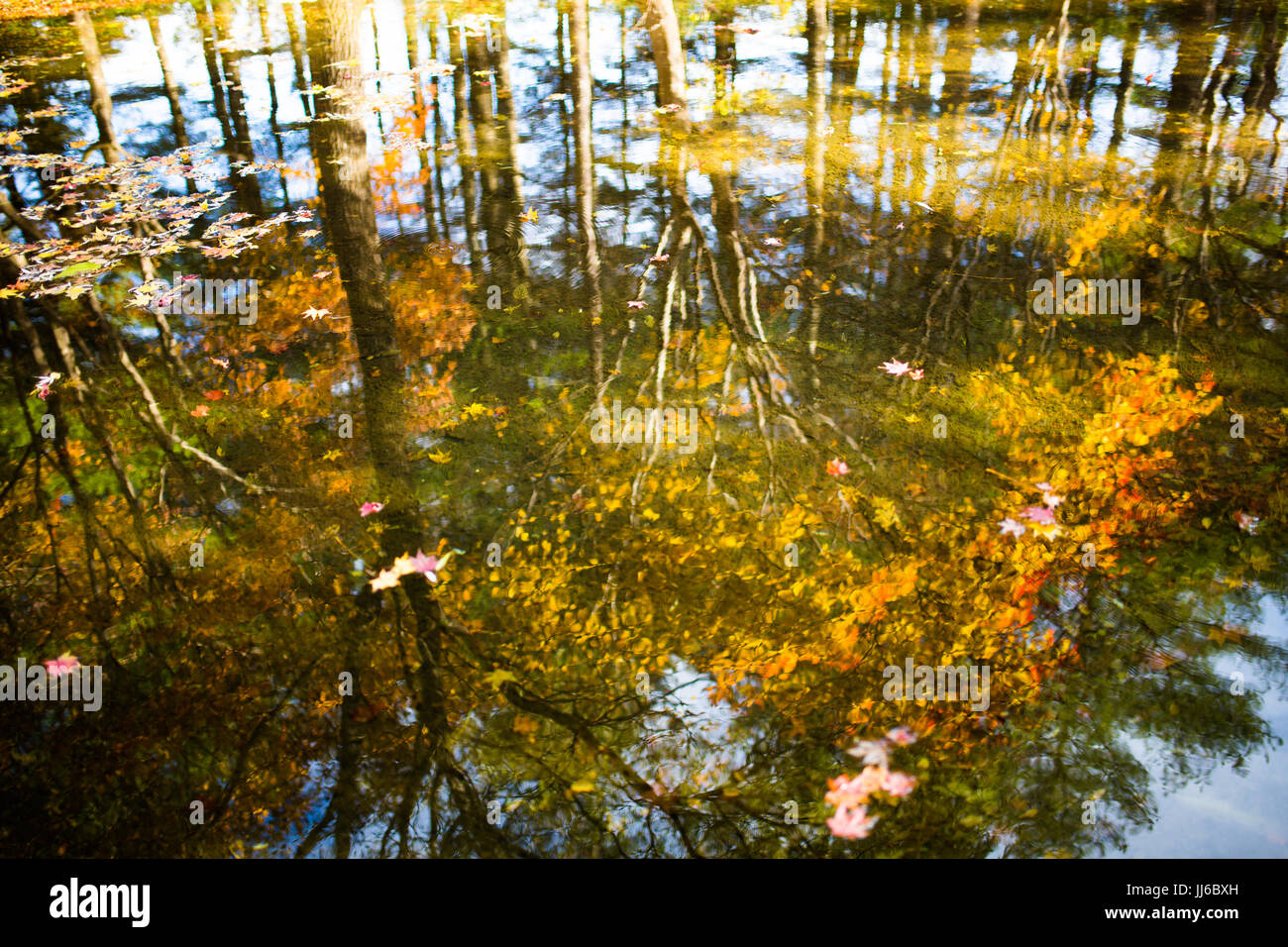 Japanese Fall Foliage Stock Photo - Alamy