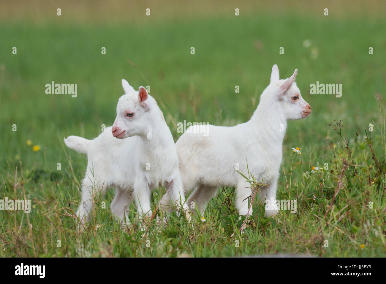 Goat friend hi-res stock photography and images - Alamy
