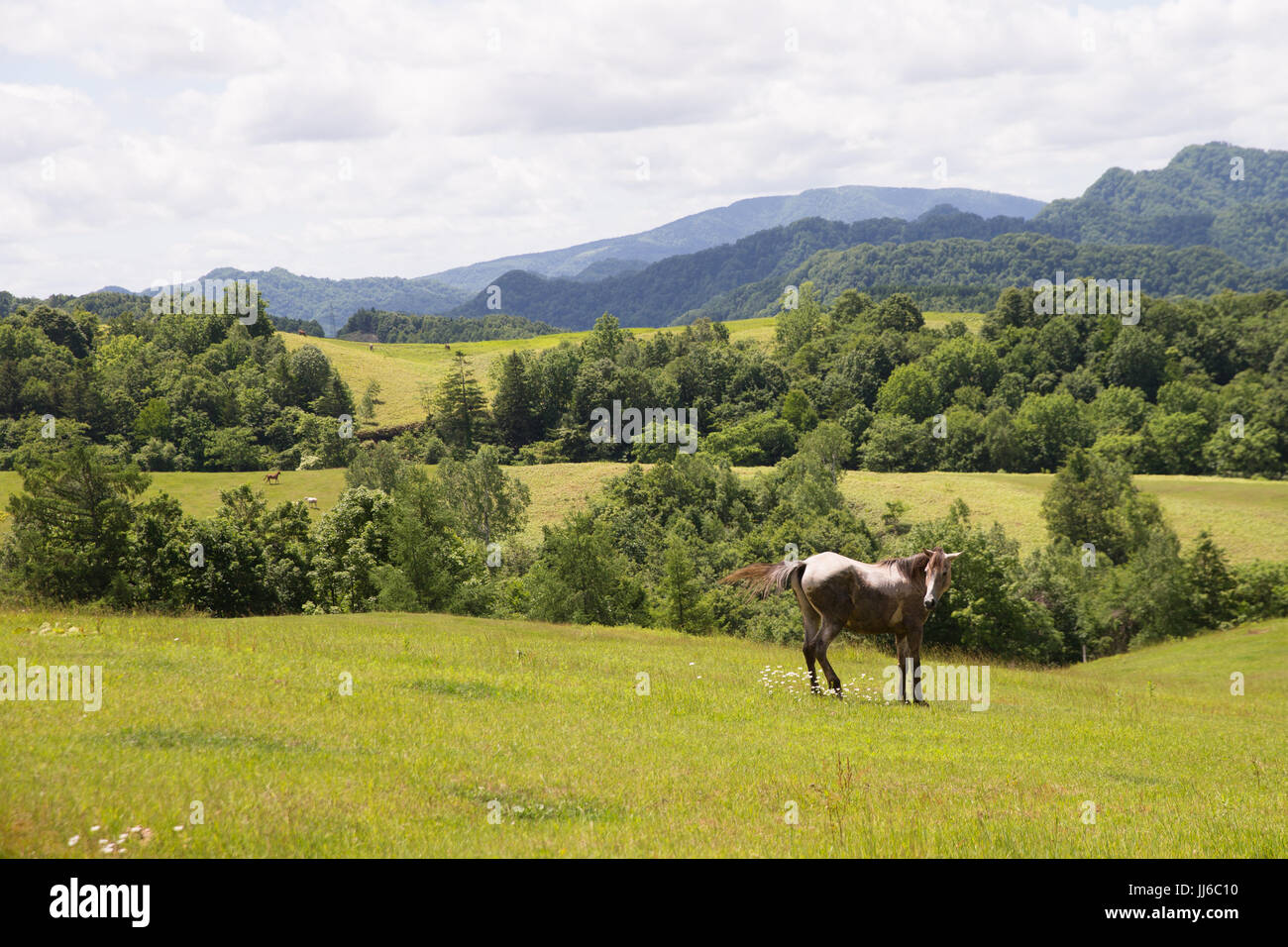 Ranch in Hokkaido Stock Photo - Alamy