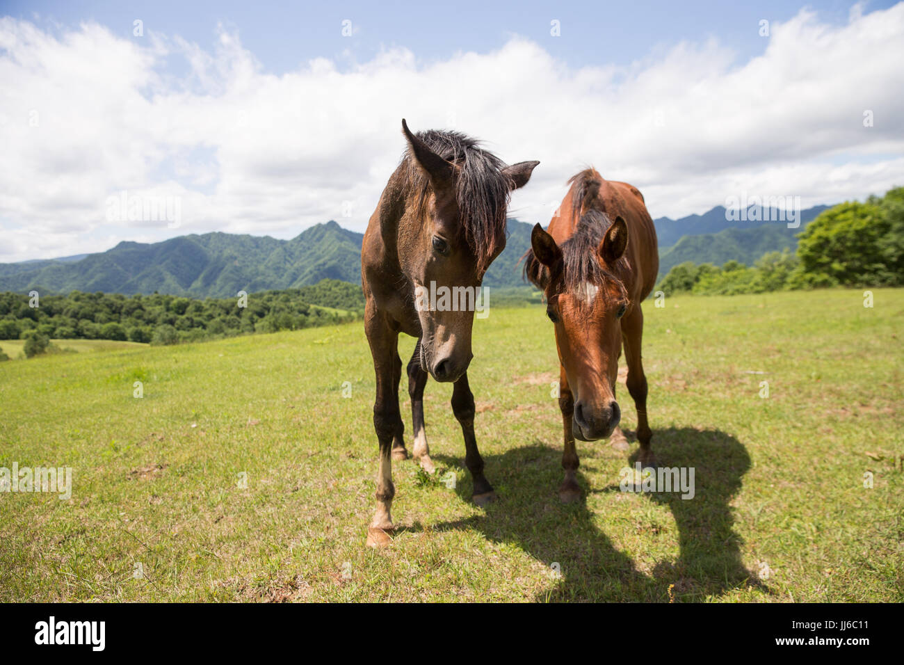 Ranch in Hokkaido Stock Photo - Alamy