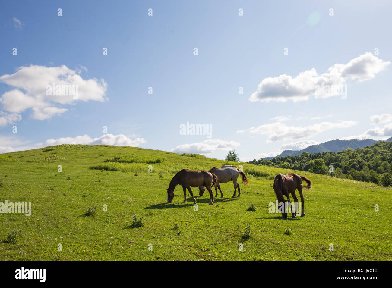 Ranch in Hokkaido Stock Photo - Alamy