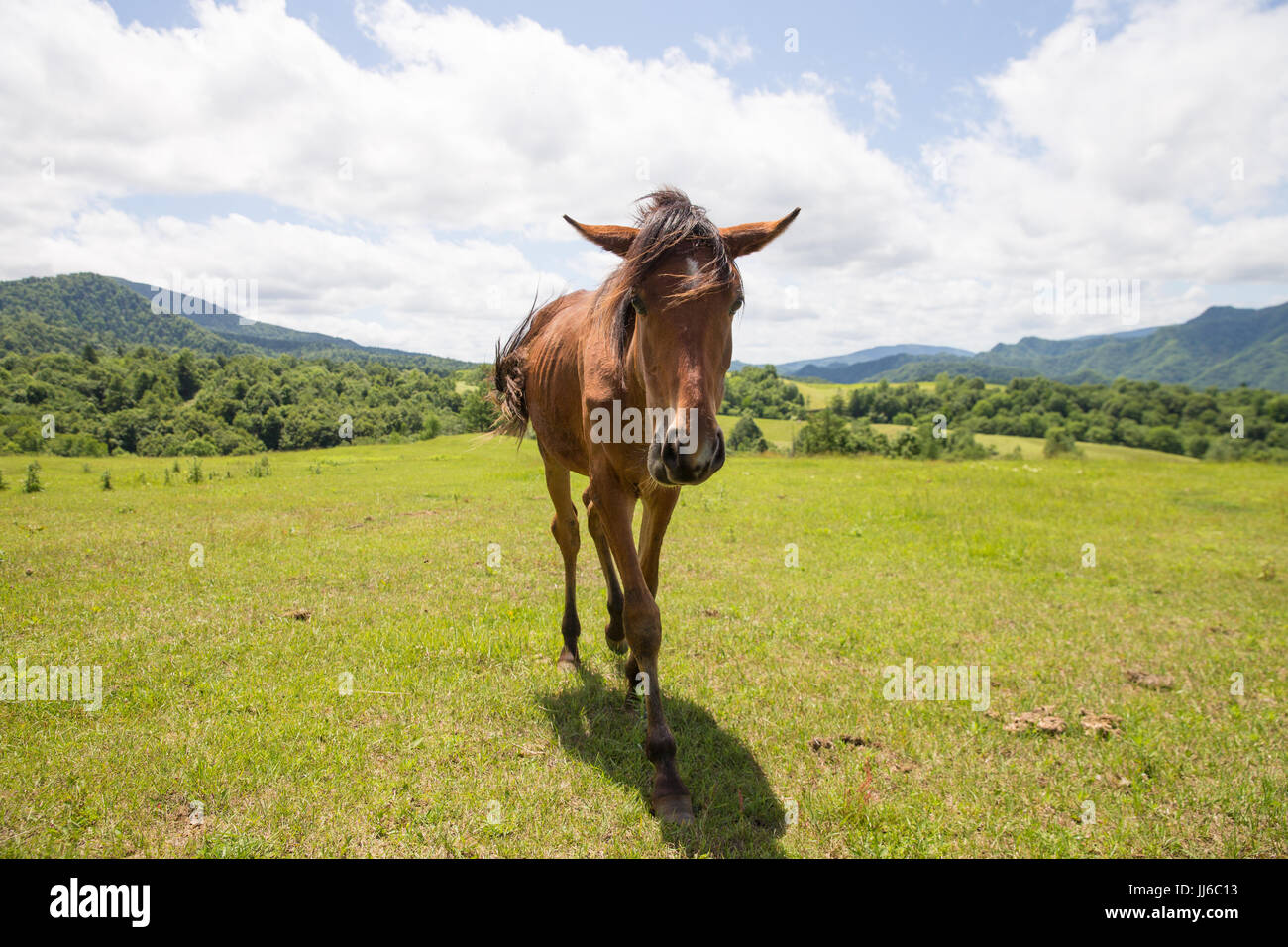 Ranch in Hokkaido Stock Photo - Alamy
