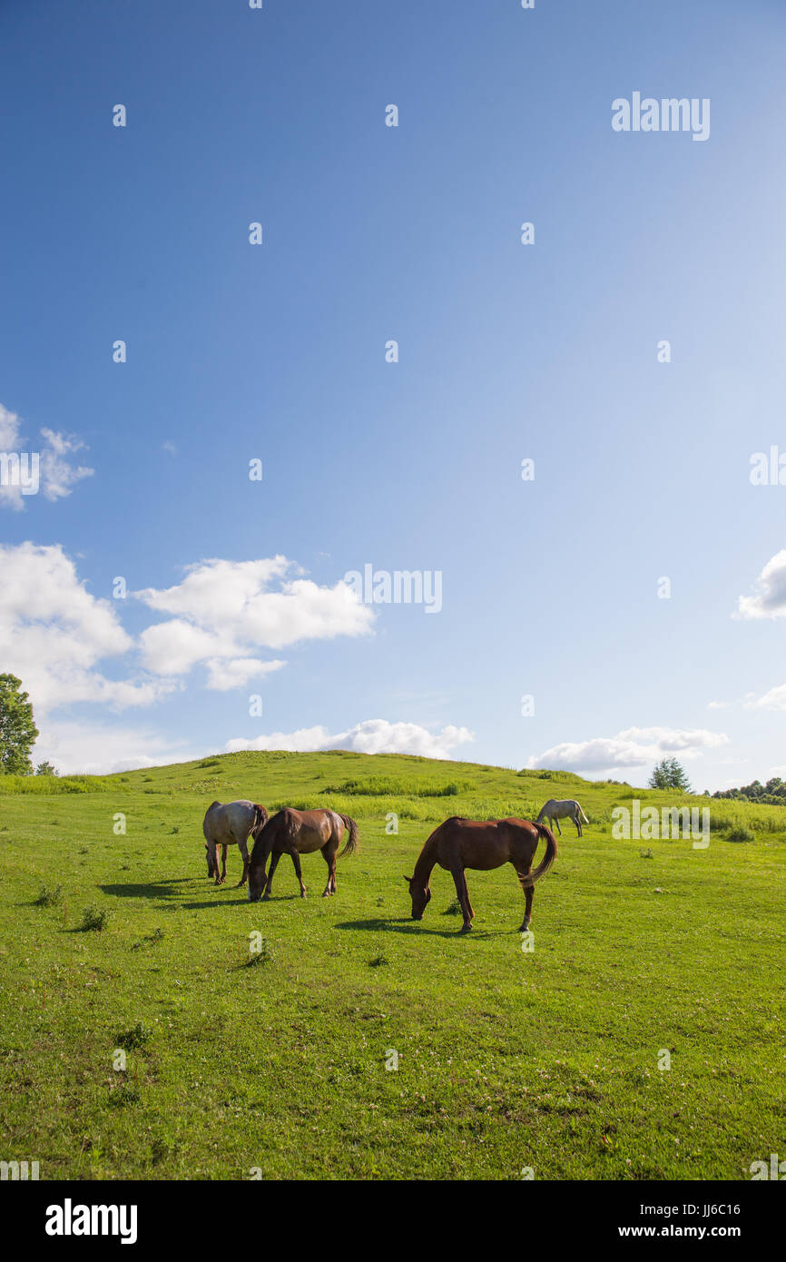 Ranch in Hokkaido Stock Photo - Alamy