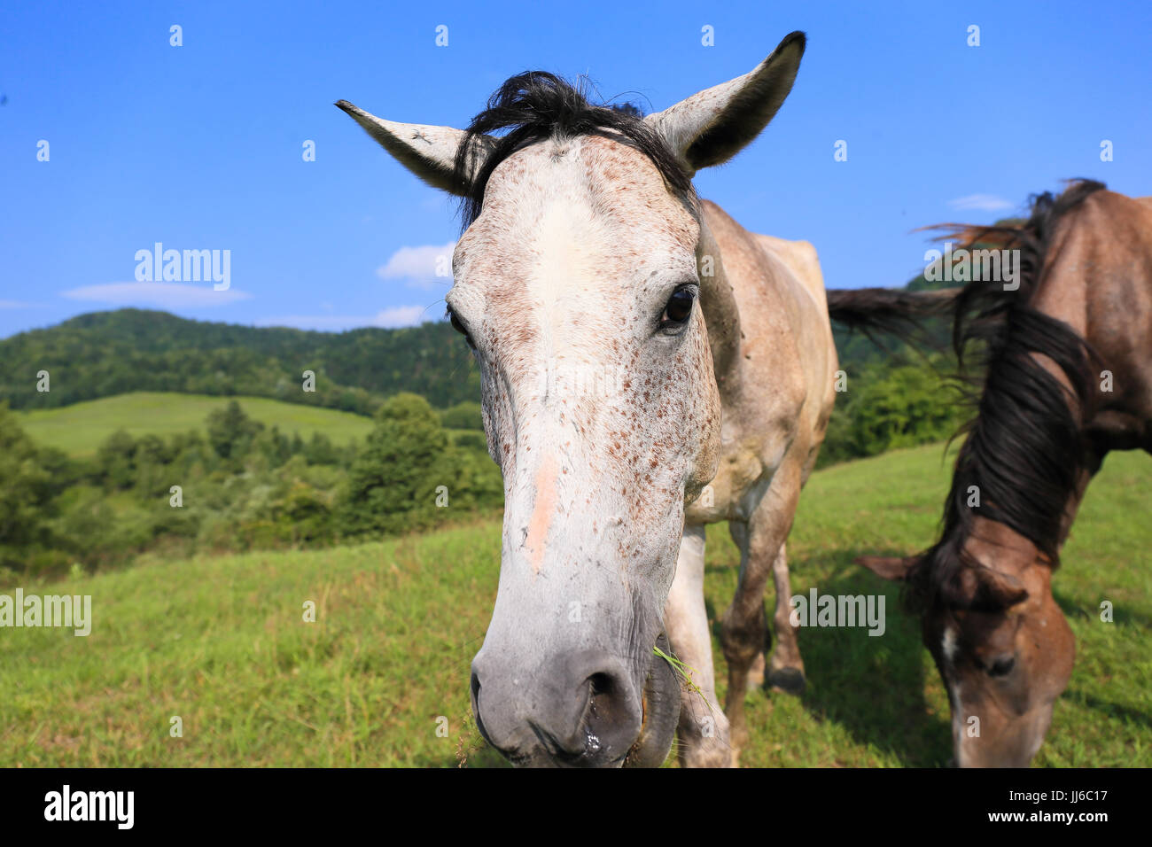 Ranch in Hokkaido Stock Photo - Alamy