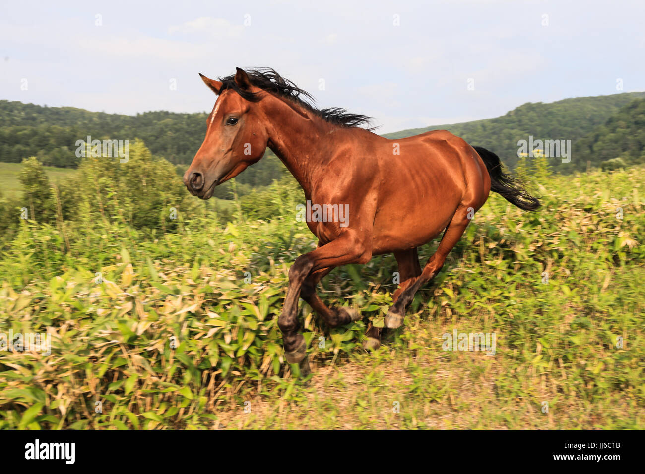 Horses running front view hi-res stock photography and images - Alamy