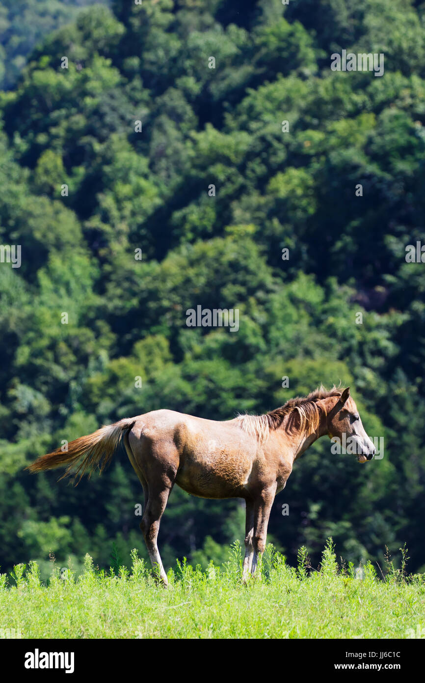 Ranch in Hokkaido Stock Photo - Alamy