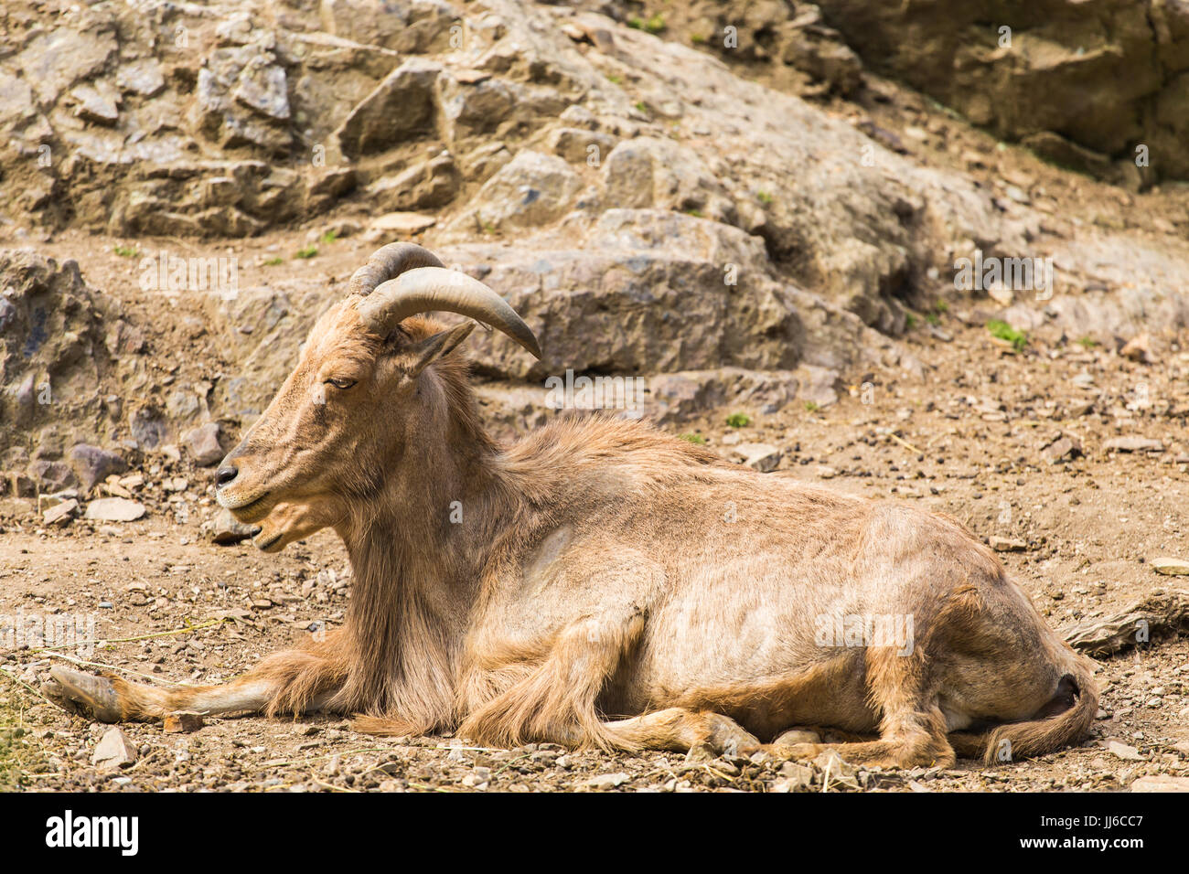 Wild goat in nature Stock Photo - Alamy