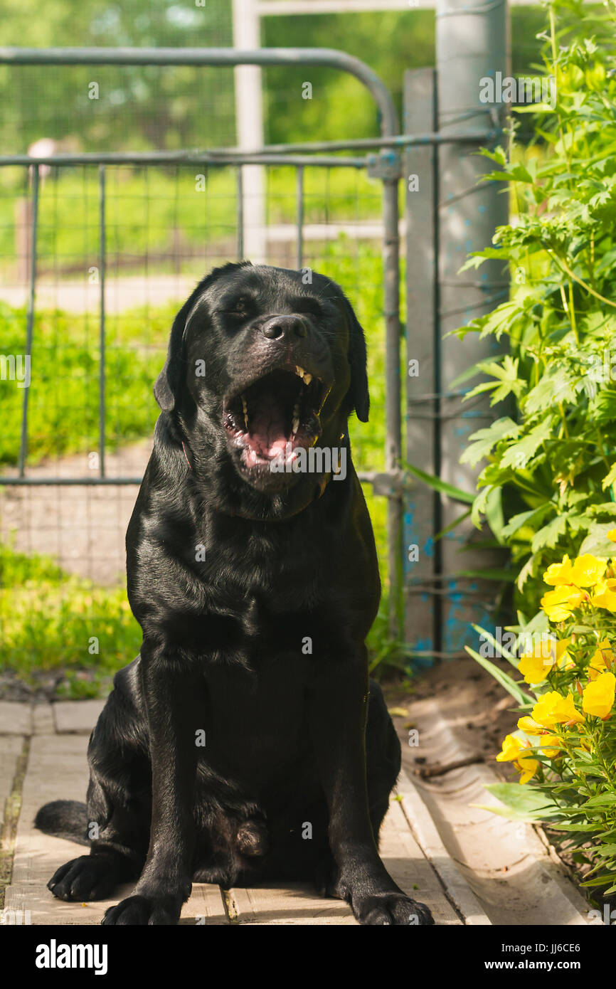 Black labrador retriever dog sitting on the green grass in the park ...