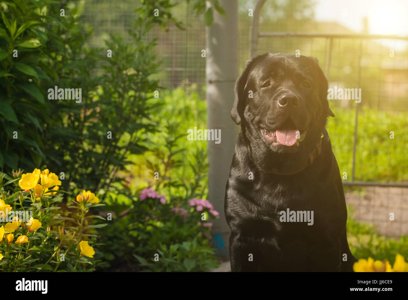 Black labrador retriever dog sitting on the green grass in the park ...