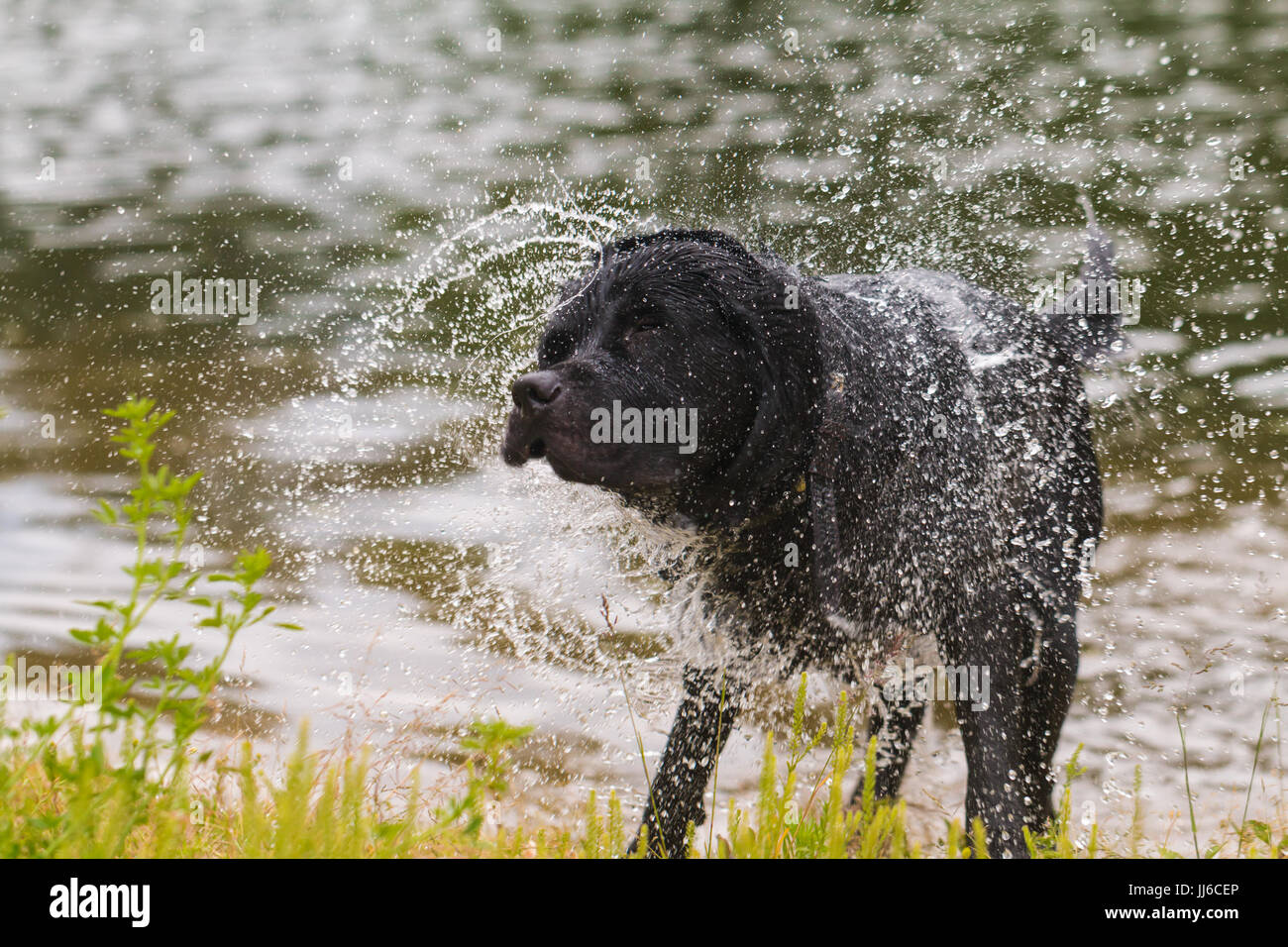 Black Labrador retriever dog. Splash after water bath Stock Photo - Alamy