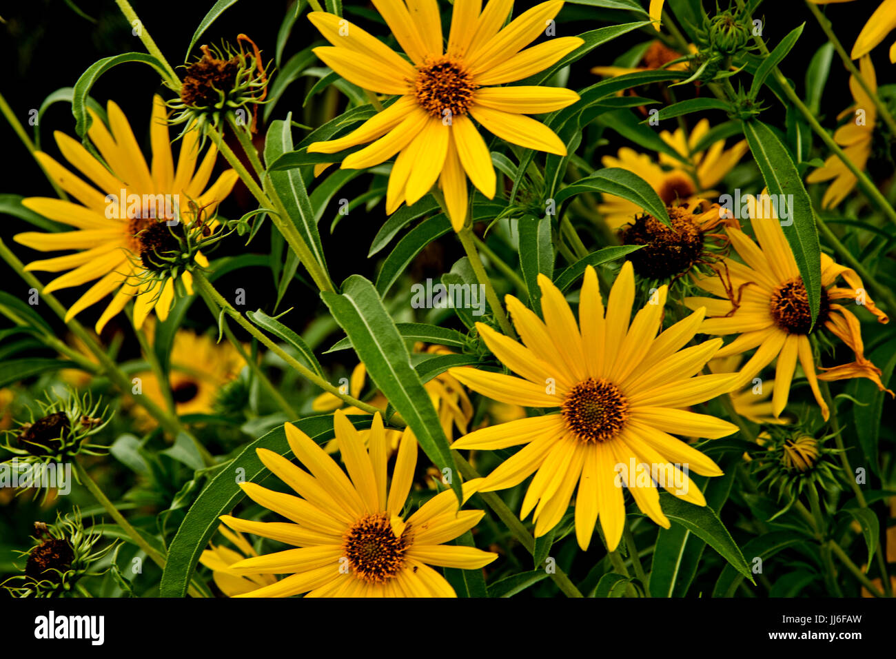 Daisies Springtime High Resolution Stock Photography and Images - Alamy