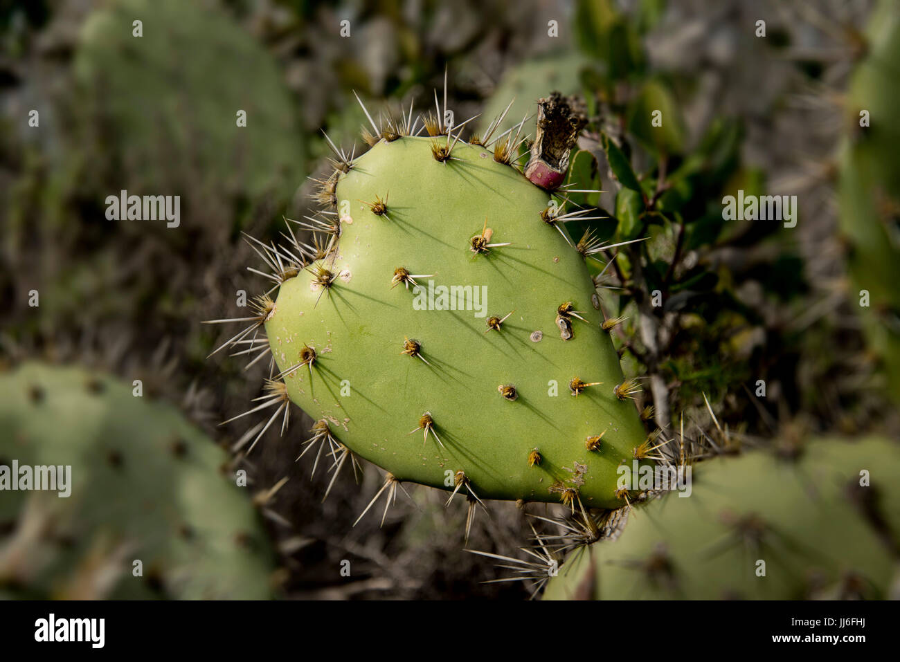 Love cactus hi-res stock photography and images - Alamy