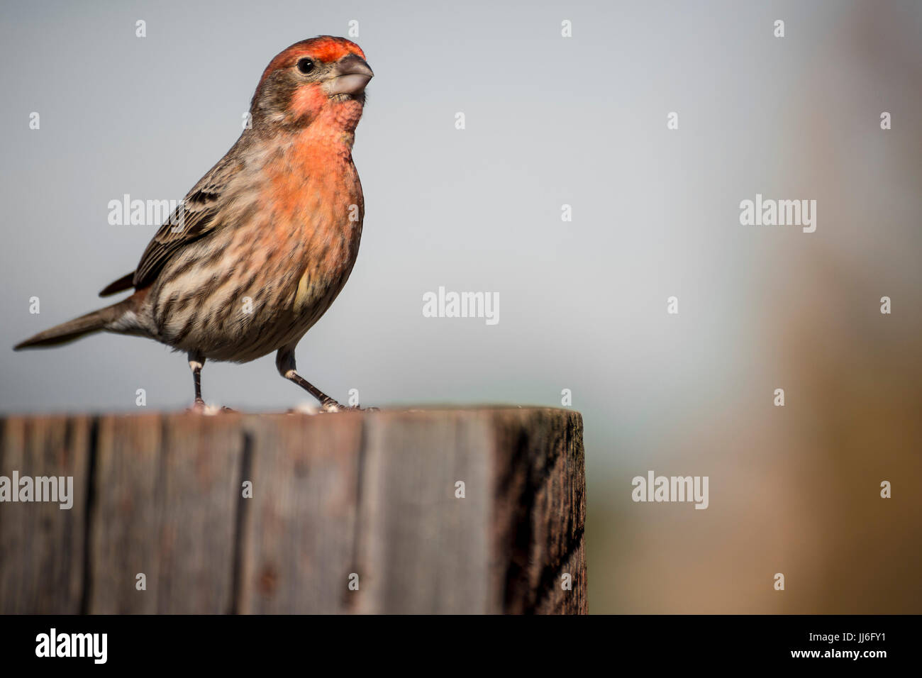 Red Finch on a perch Stock Photo - Alamy