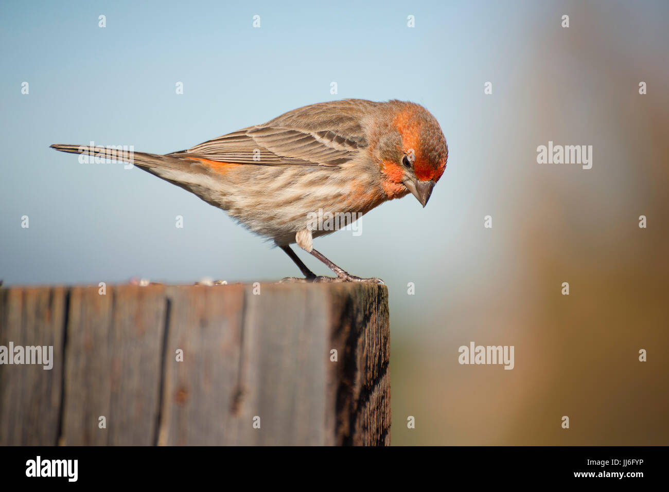 Hollywood finch hi-res stock photography and images - Alamy