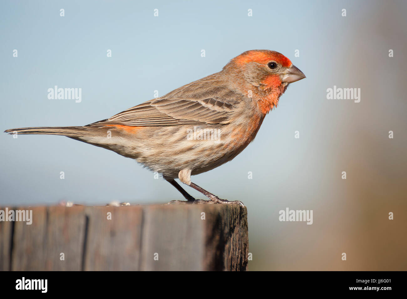 Red Finch on a perch Stock Photo - Alamy