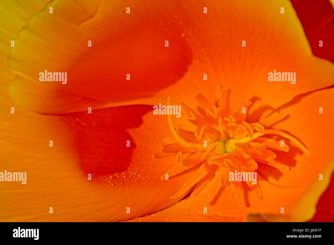 California Golden Poppy Stock Photo - Alamy