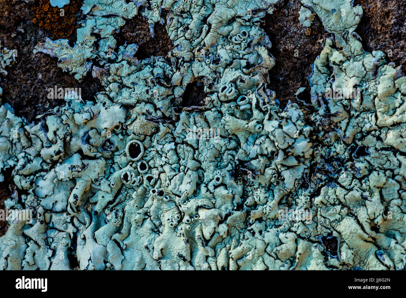Blue Green Lichen Stock Photo - Alamy Blue Green Lichen Stock Photo - Alamy