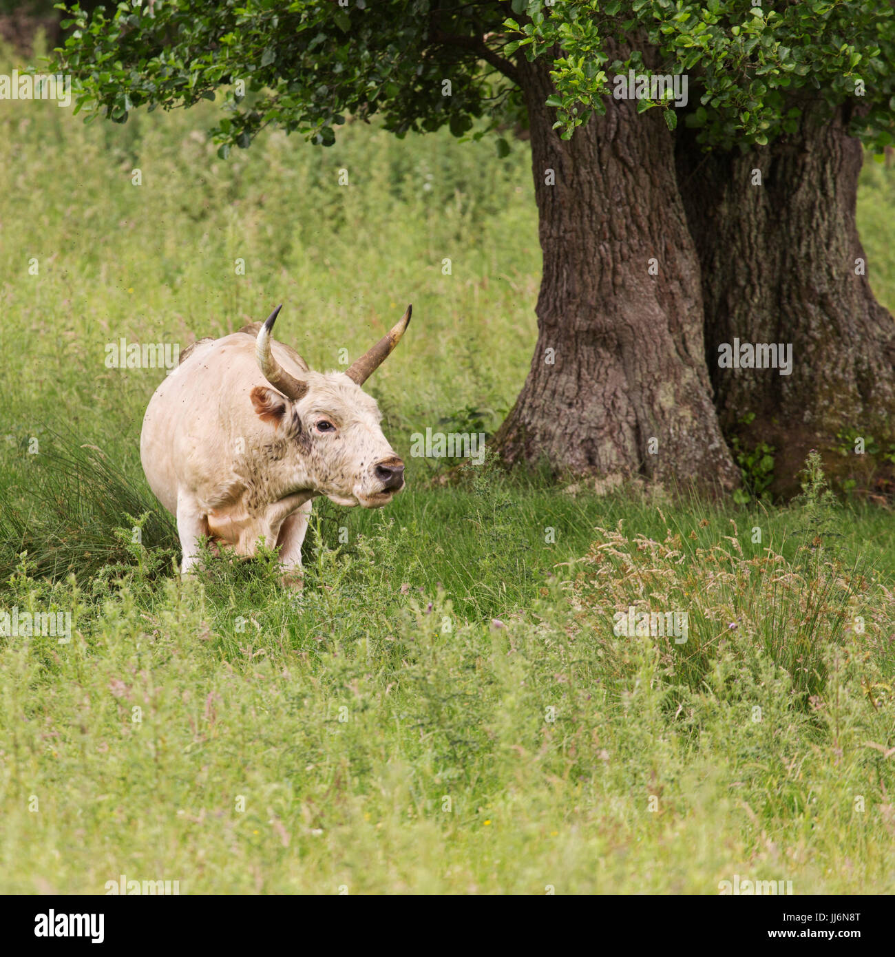 One of the wild cattle at Chillingham, by a tree in Northumberland ...