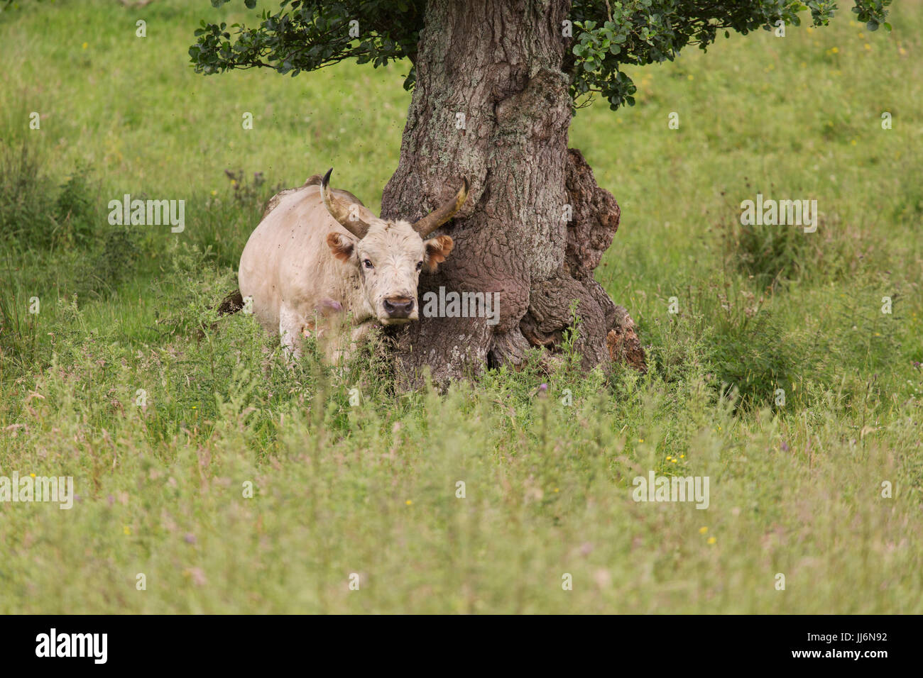 Chillingham Bull Stock Photos & Chillingham Bull Stock Images - Alamy
