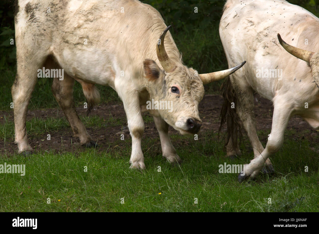 Chillingham Wild Cattle High Resolution Stock Photography and Images ...