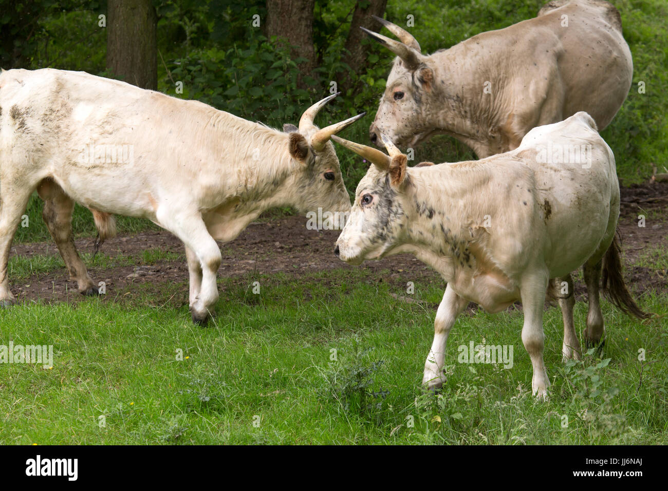 Chillingham Wild Cattle Chillingham Castle Stock Photos & Chillingham ...