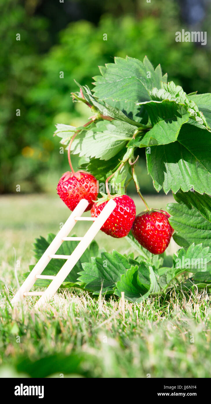 closeup of Fresh ripe red strawberry and ladder leaning against a berry ...
