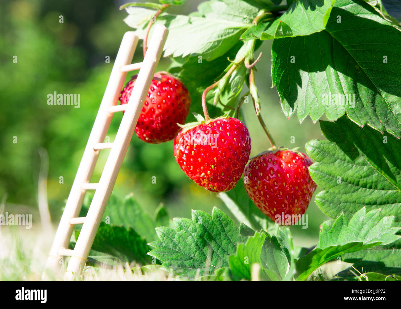 closeup of Fresh ripe red strawberry and ladder leaning against a berry ...