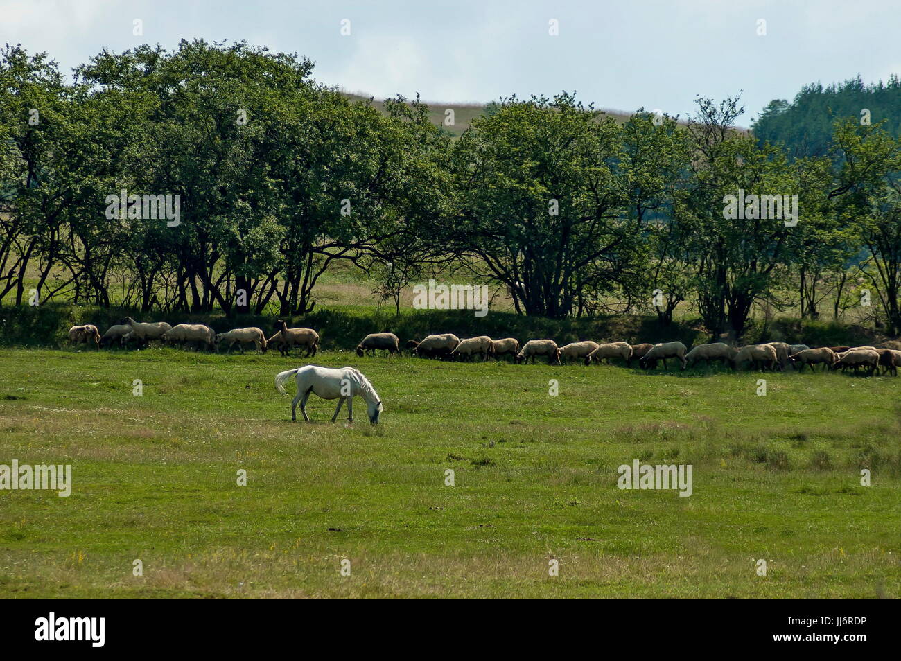 Summer field, group white sheep and white horse in green meadow ...