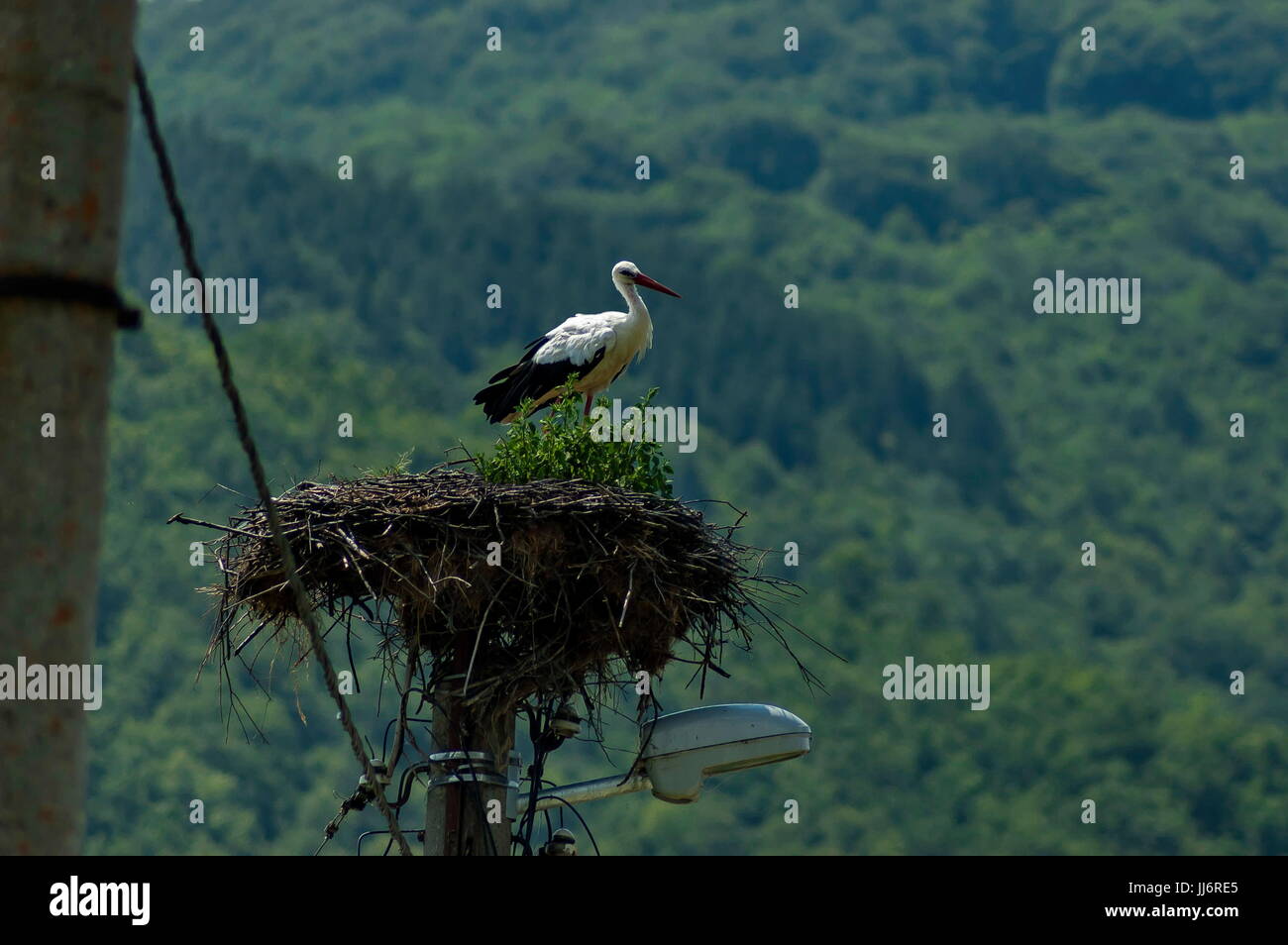 Stork standing in its nest in summer weather, Dushantsi village ...