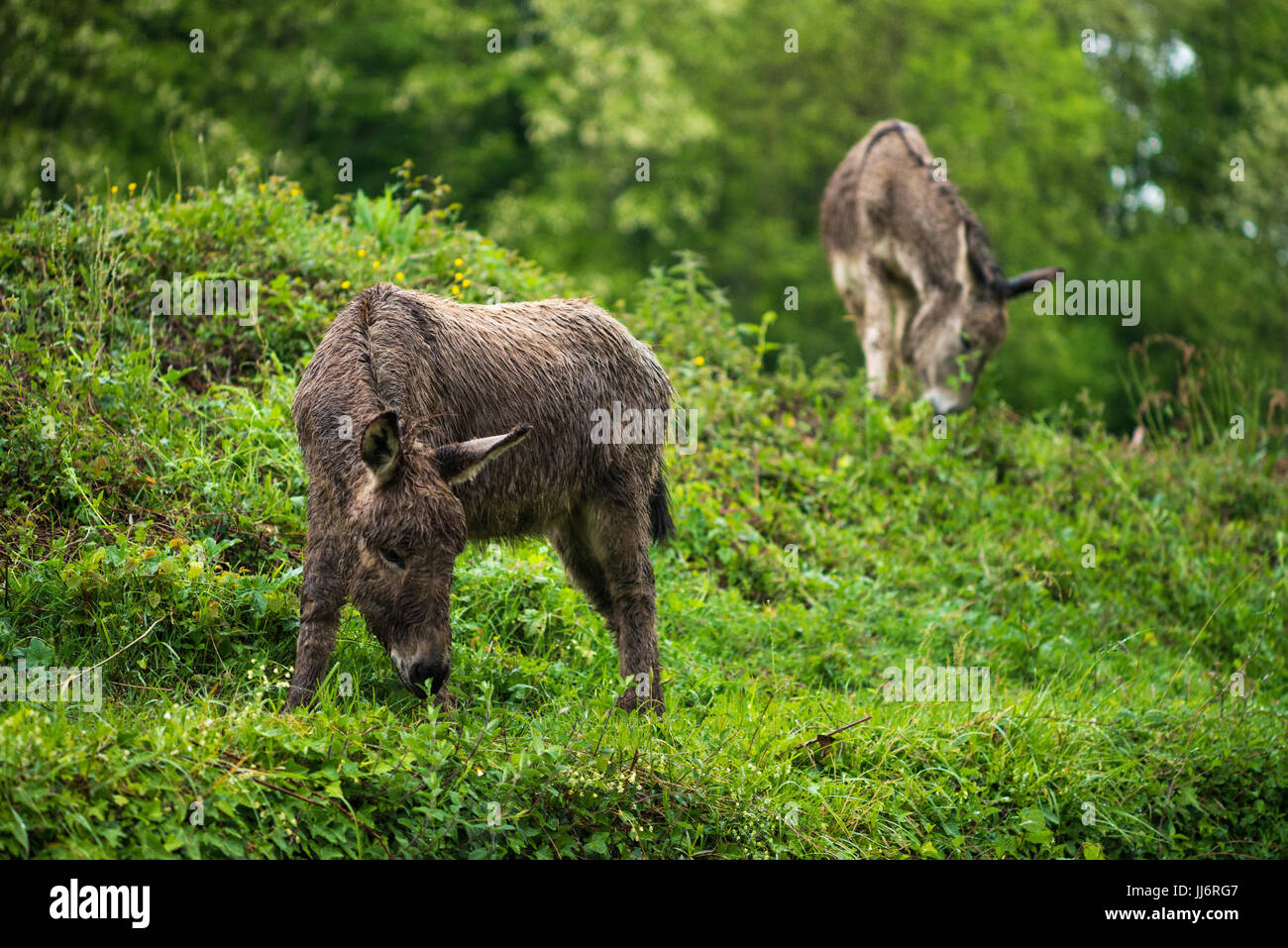 Wild Donkey of the French Pyrenees, France, Camino de Santiago Stock ...