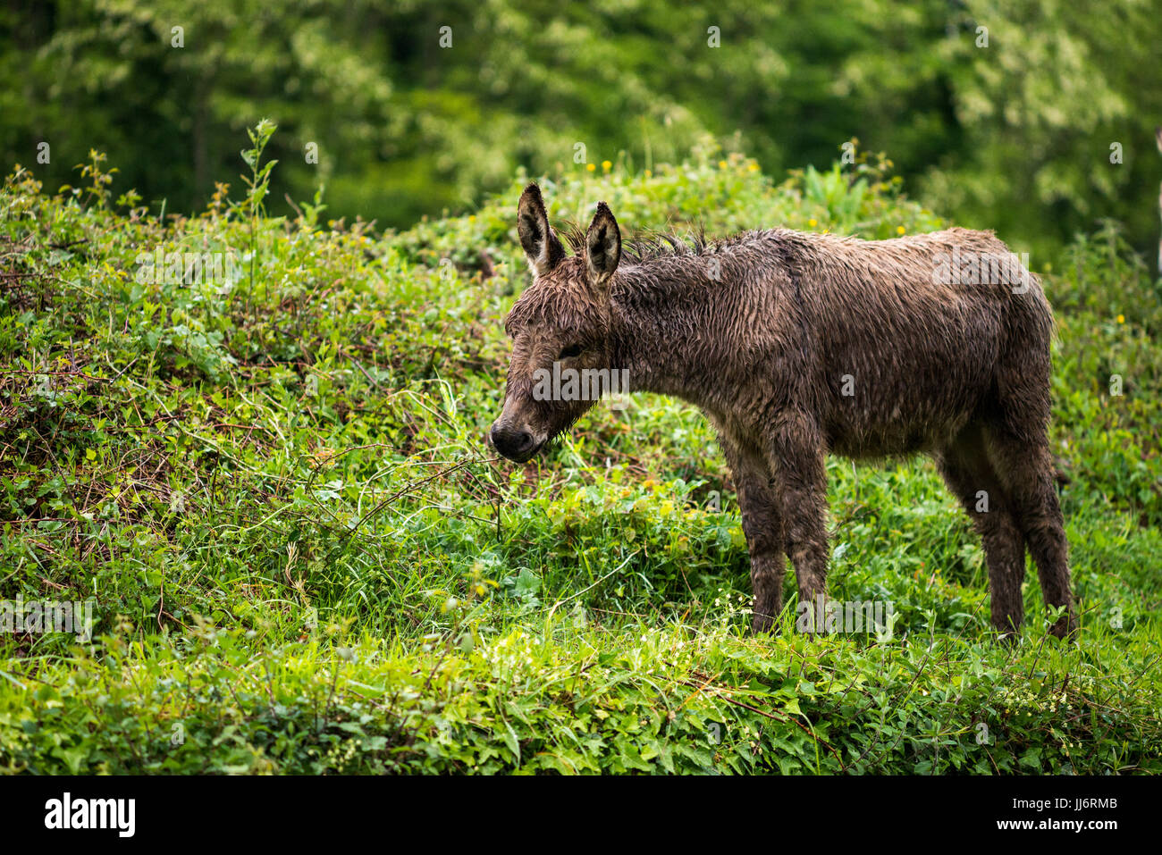 Wild Donkey of the French Pyrenees, France, Camino de Santiago Stock ...