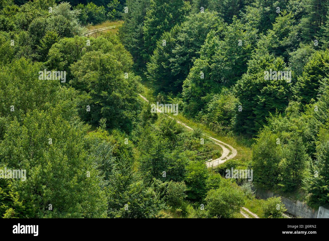 Forest with various trees and road in summer at Central Balkan mountain ...