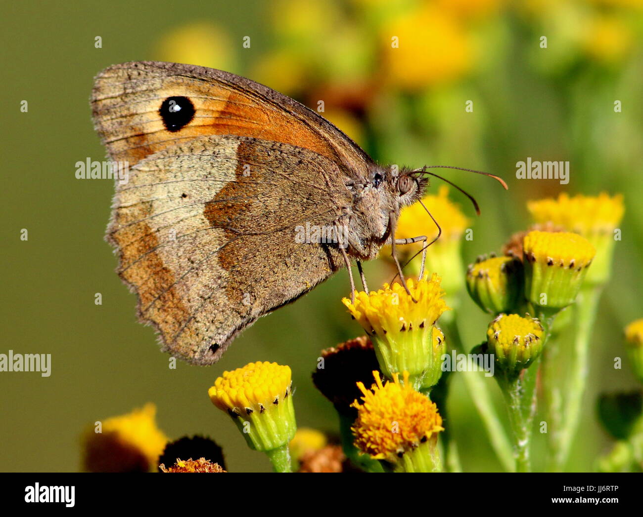 Meadow brown male closed wings hi-res stock photography and images - Alamy