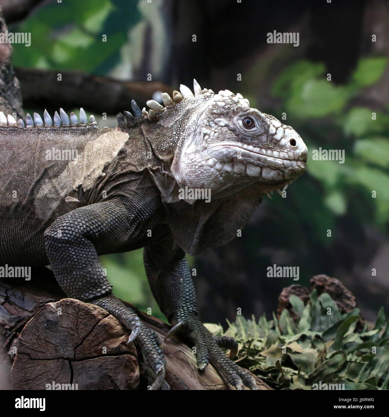 Lesser antillean iguana iguana delicatissima hi-res stock photography ...