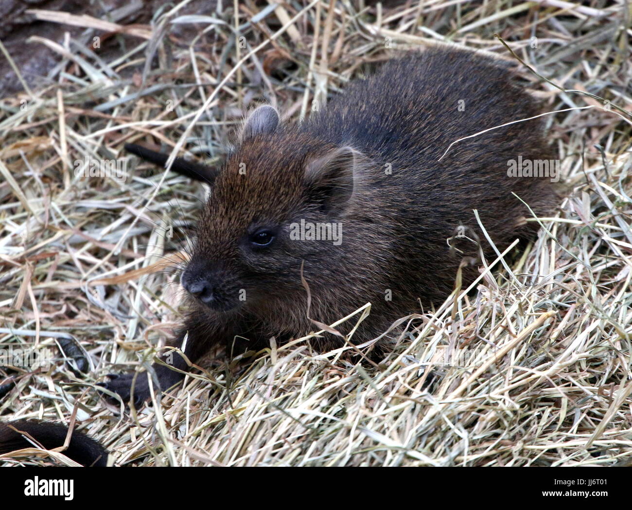 Jutia Cuba High Resolution Stock Photography and Images - Alamy