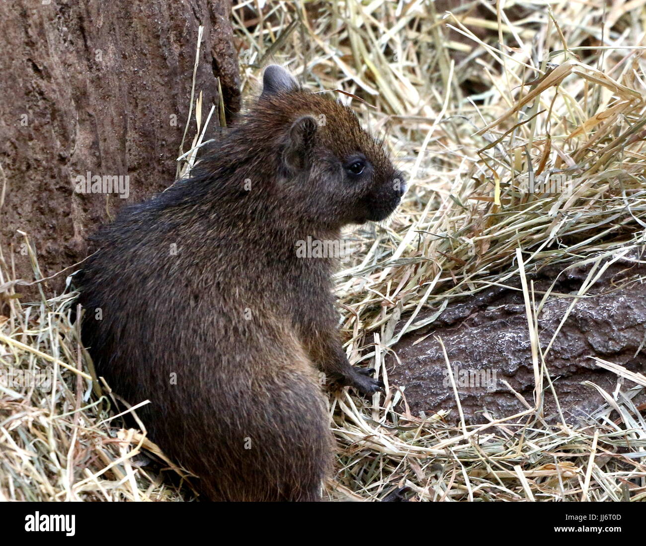 Jutia conga hi-res stock photography and images - Alamy