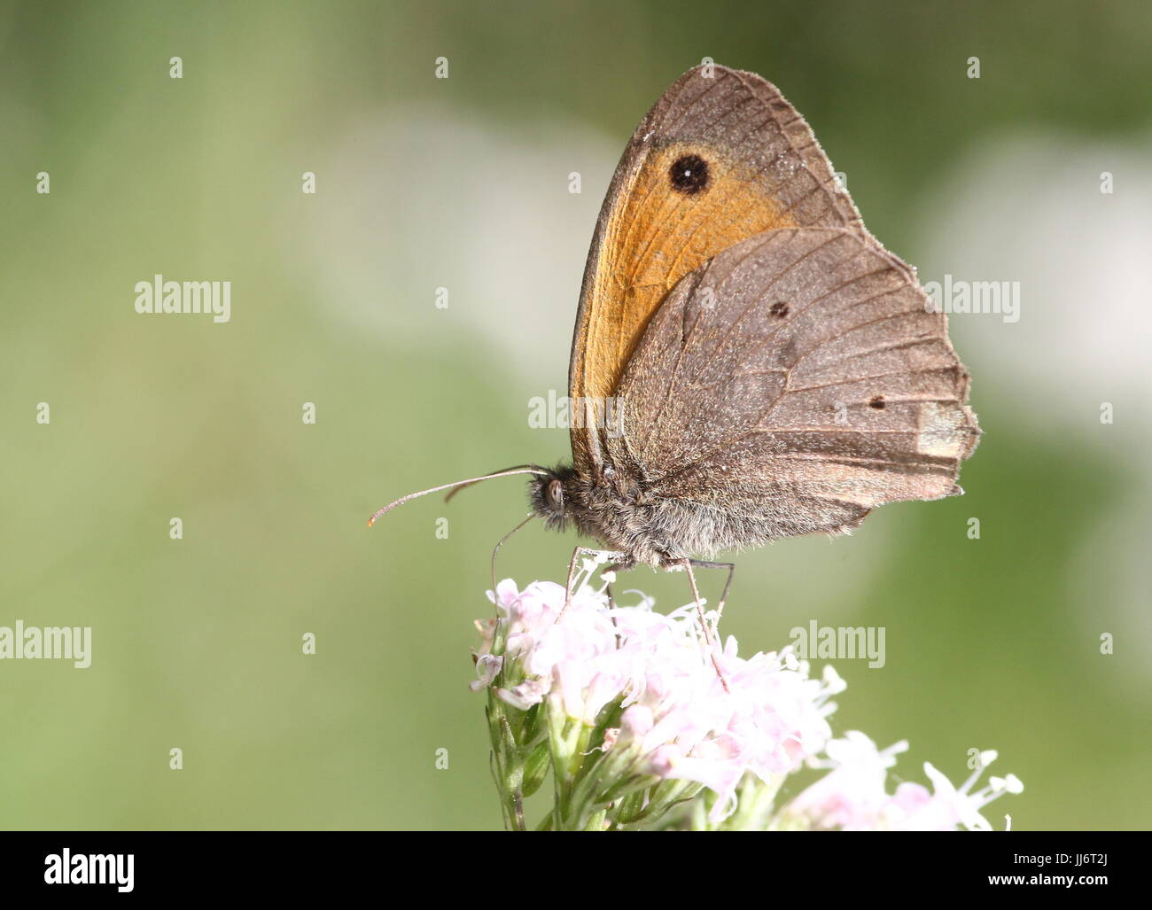 Meadow brown butterflies hi-res stock photography and images - Alamy