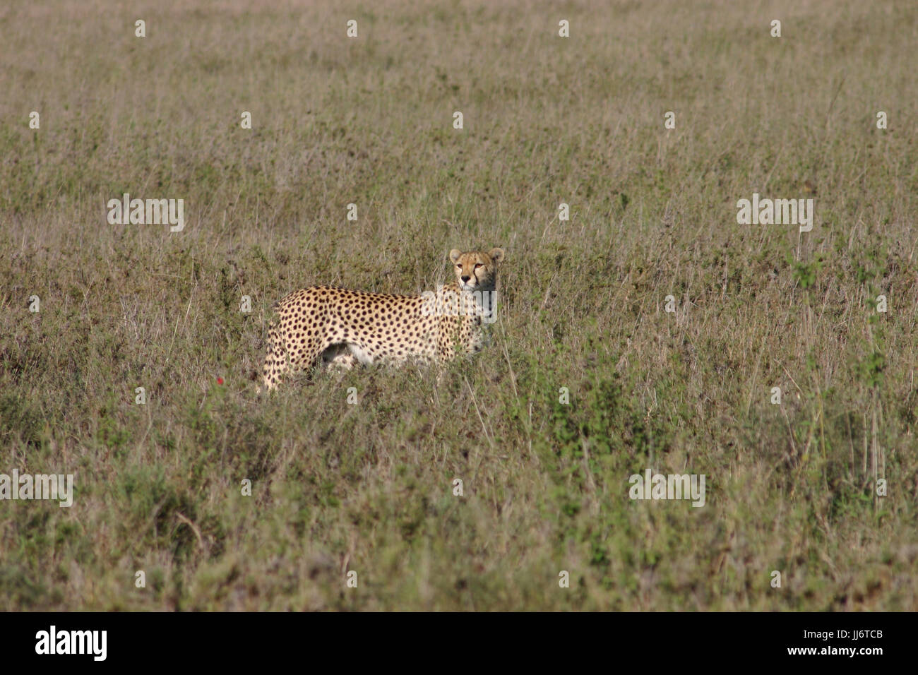 Cheetah Botswana Africa savannah wild animal mammal yellow spotted ...