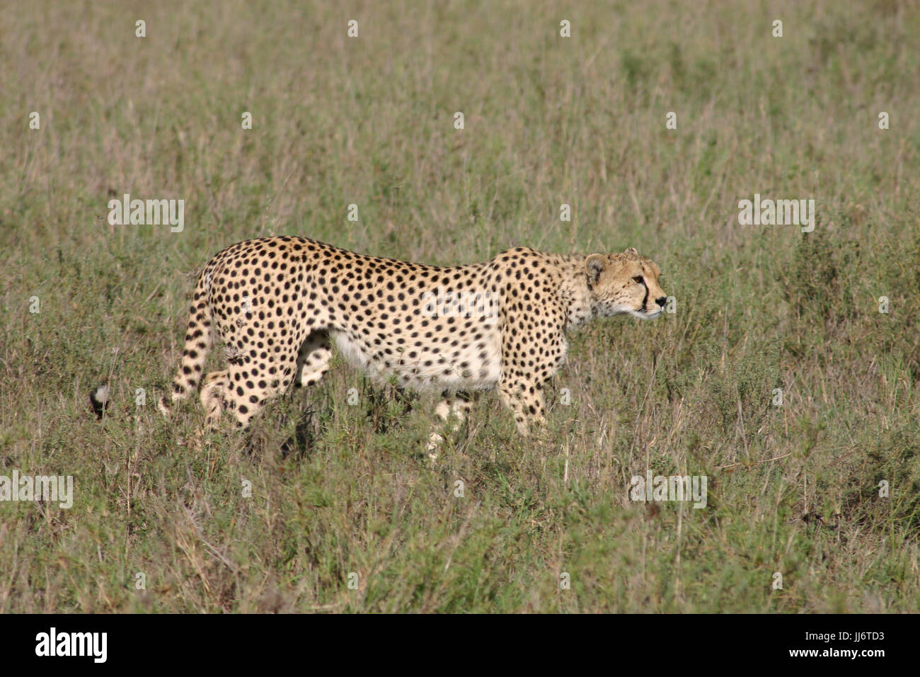 Cheetah Botswana Africa savannah wild animal mammal yellow spotted ...