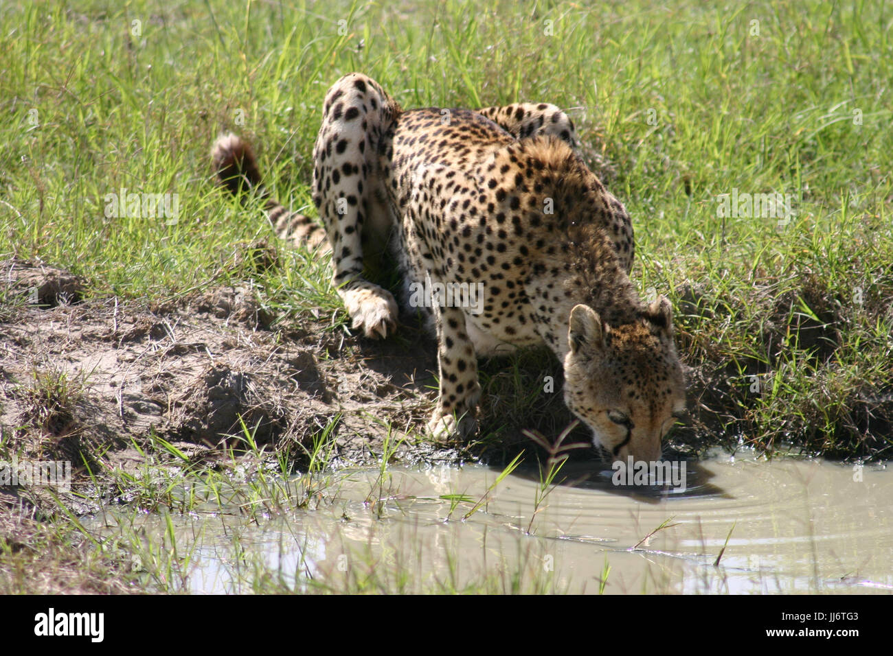 Cheetah Botswana Africa savannah wild animal mammal yellow spotted ...
