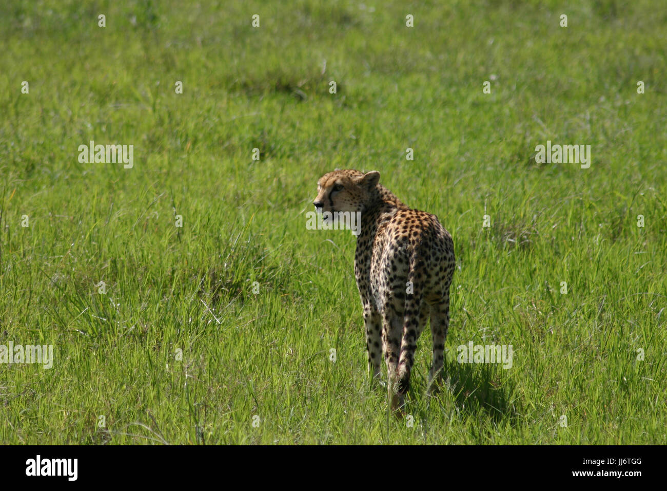 Cheetah Botswana Africa savannah wild animal mammal yellow spotted ...