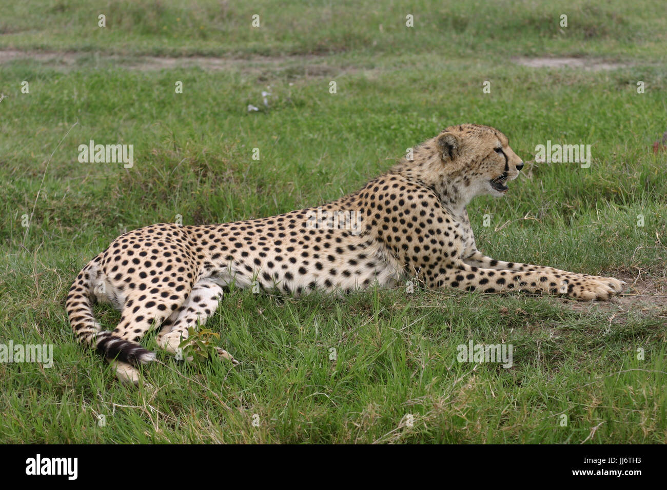 Cheetah Botswana Africa savannah wild animal mammal yellow spotted ...