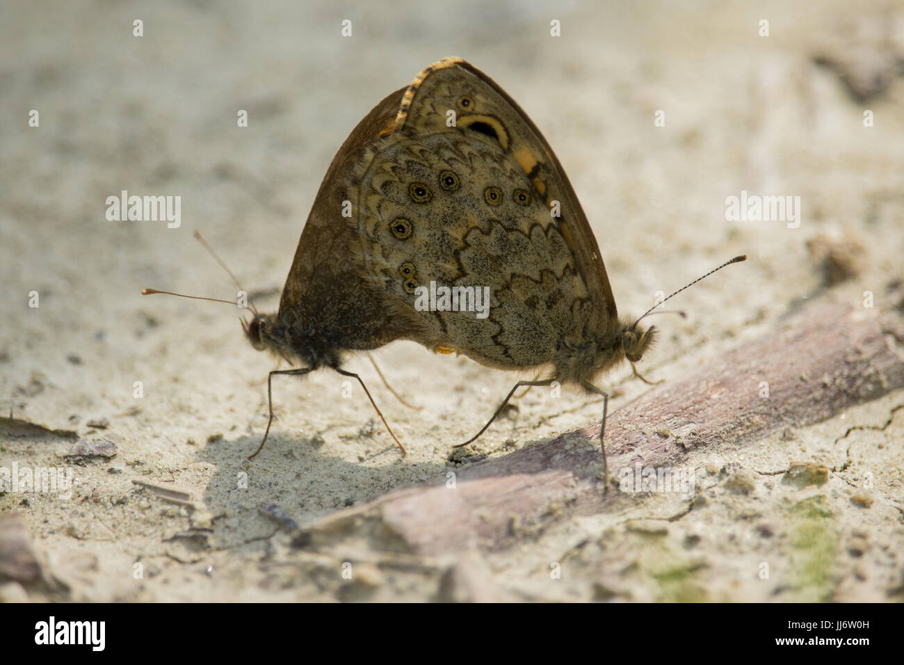 Lasiommata maera, The Wall Butterflies Copulate Stock Photo - Alamy