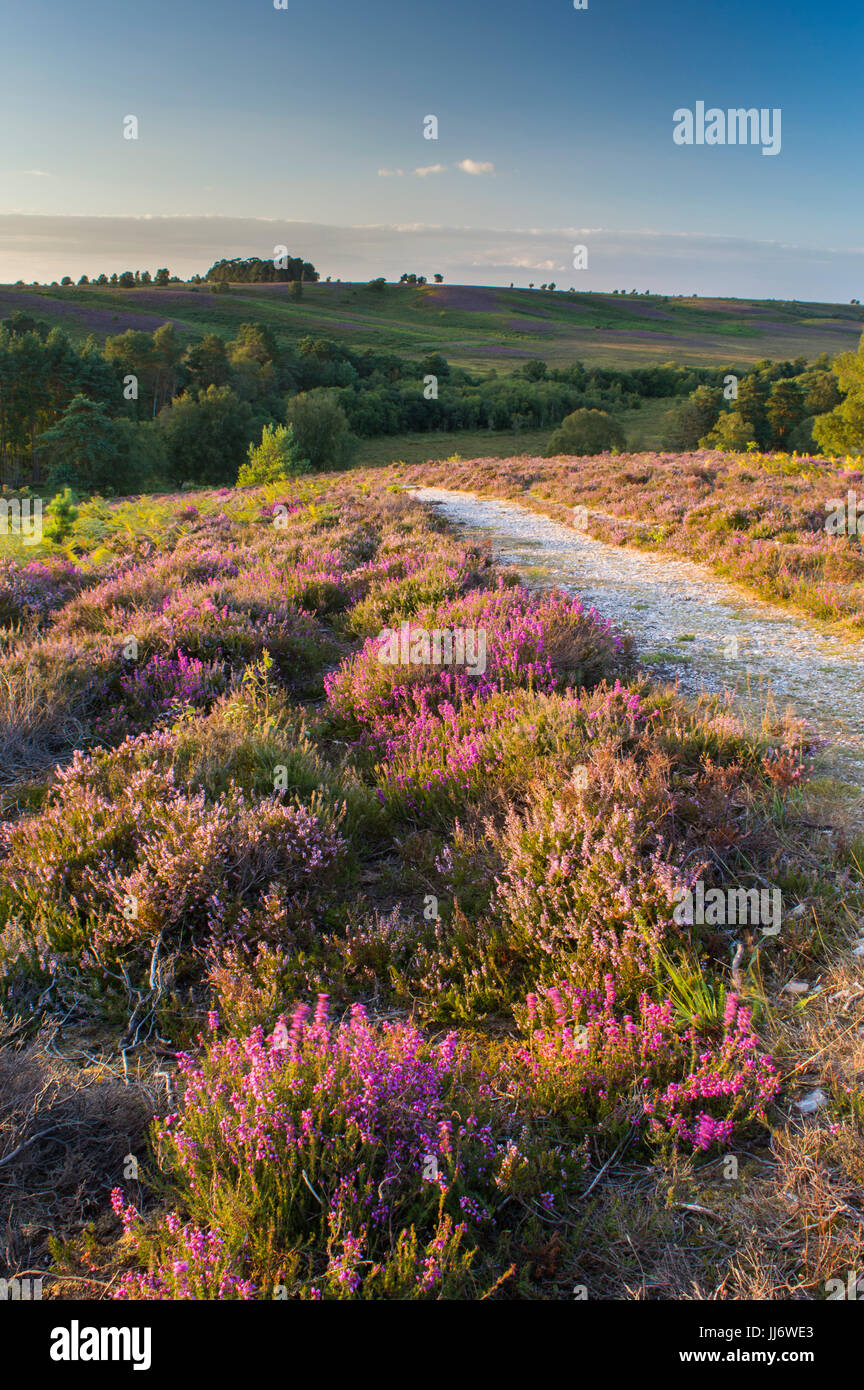 Rockford Common in the New Forest Stock Photo - Alamy