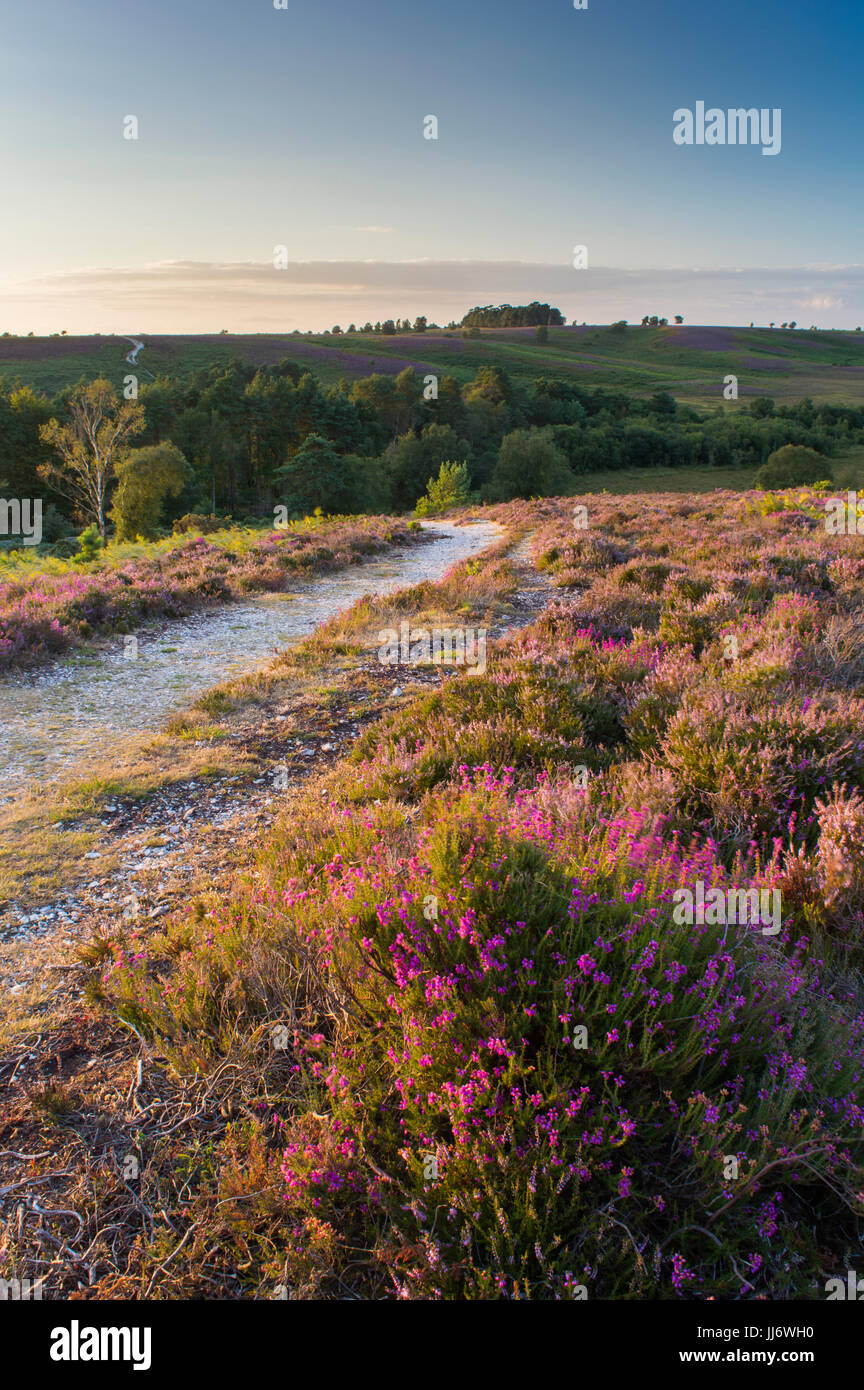 Rockford Common in the New Forest Stock Photo - Alamy