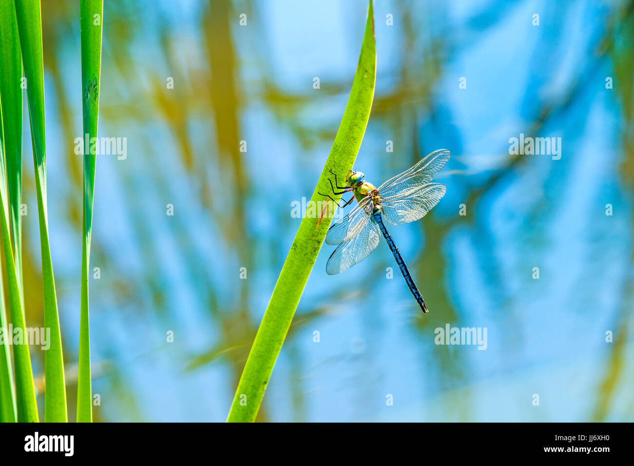 The emperor dragonfly, male Stock Photo - Alamy