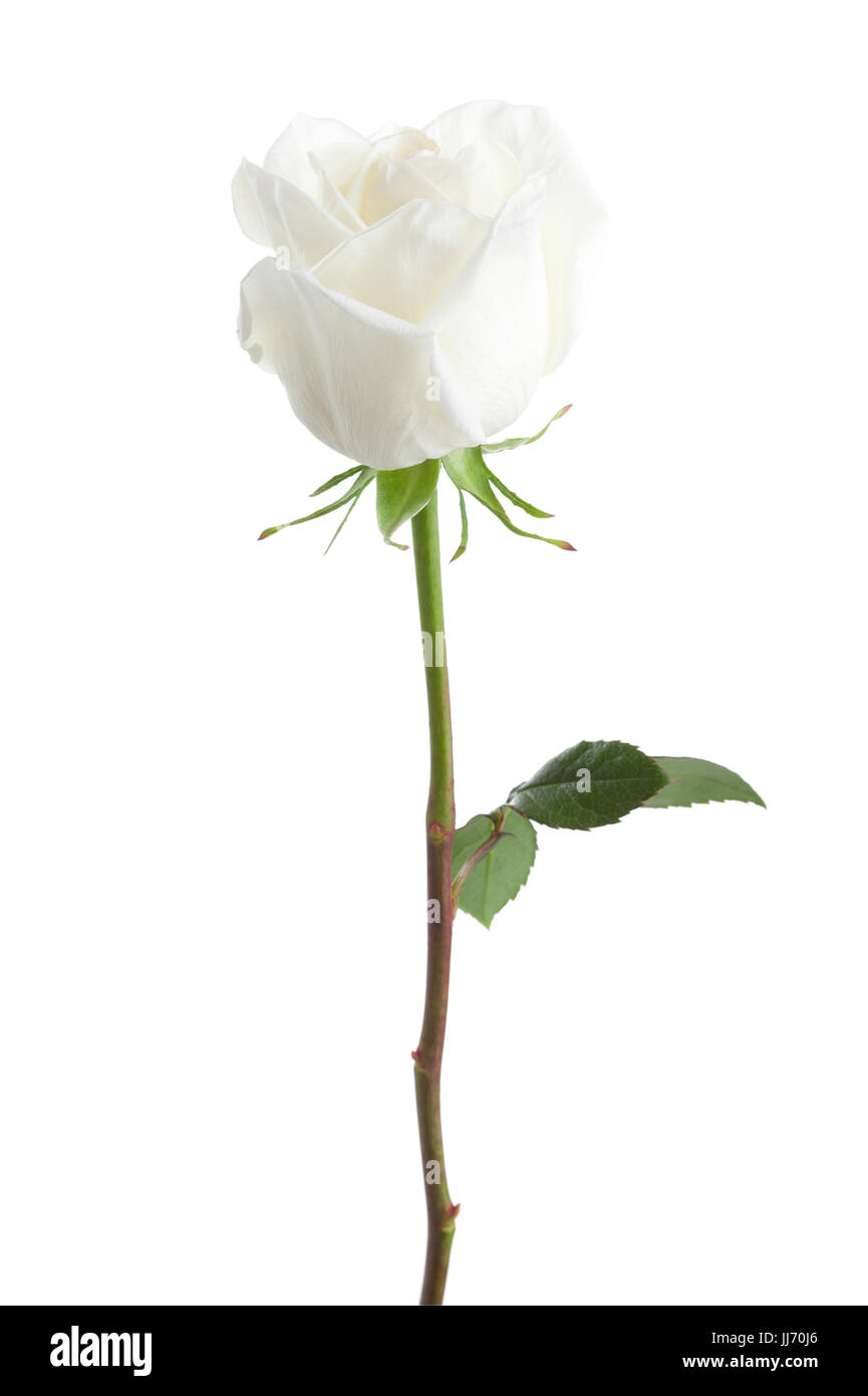 White rose isolated on white background Stock Photo - Alamy