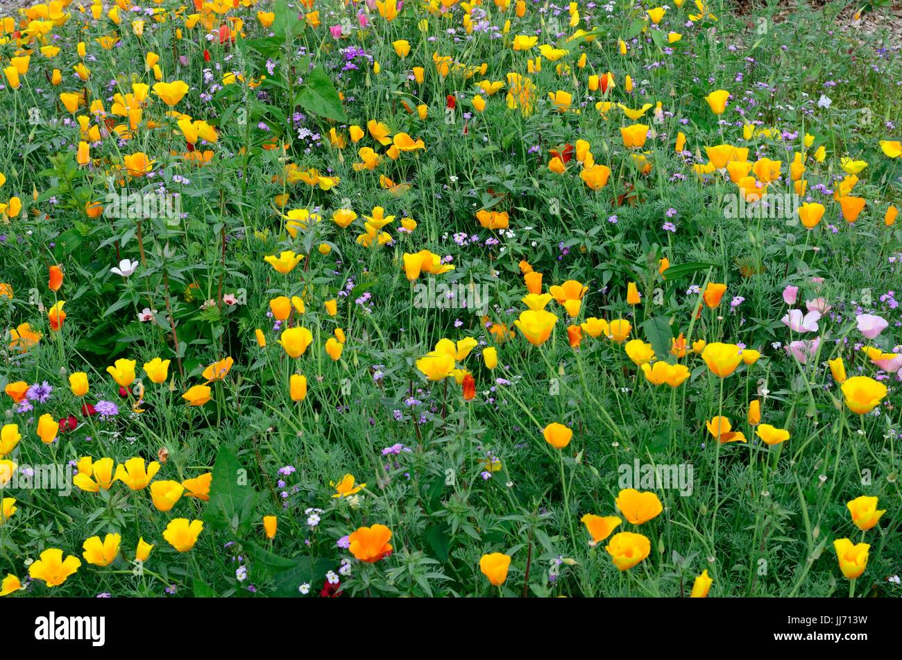 Planted wildflower meadow colourful mixes wild flowers spring summer ...