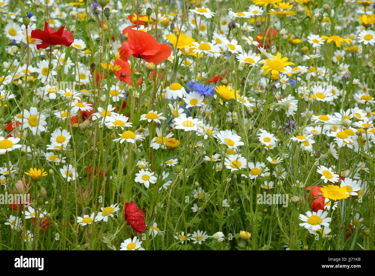 Wildflower mixes hi-res stock photography and images - Alamy