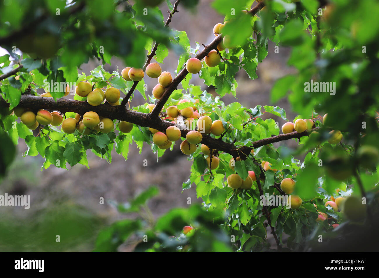 Fresh Fruits Of Hunza Stock Photo - Alamy